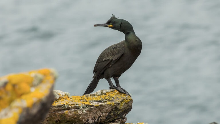 Birds of Azores: What beautiful species you will watch?