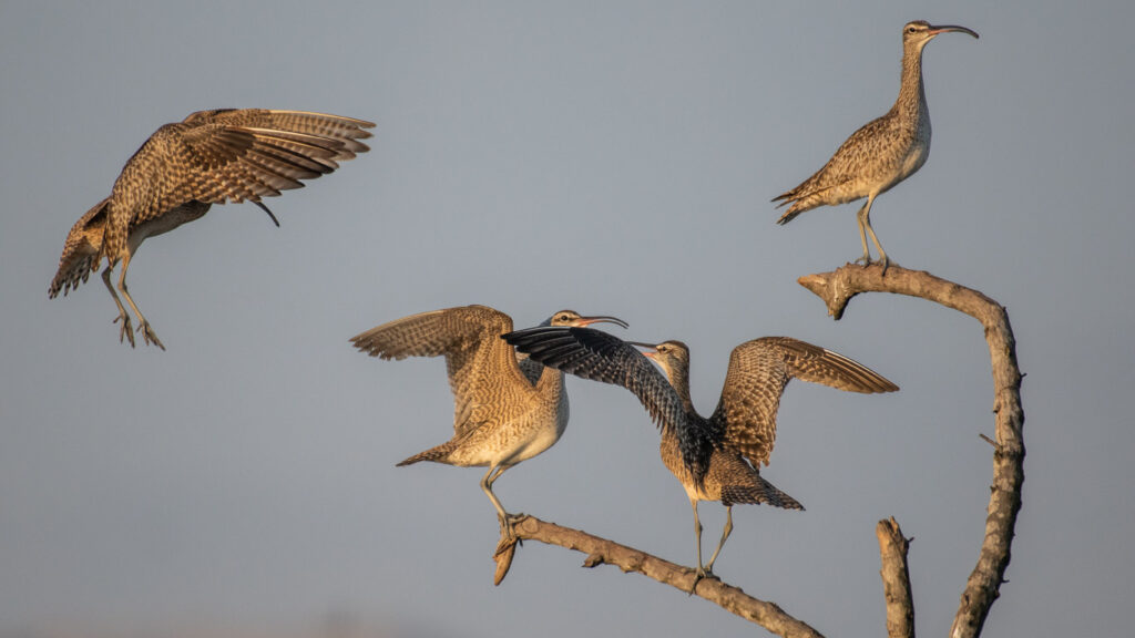 Birds of Azores: What beautiful species you will watch?